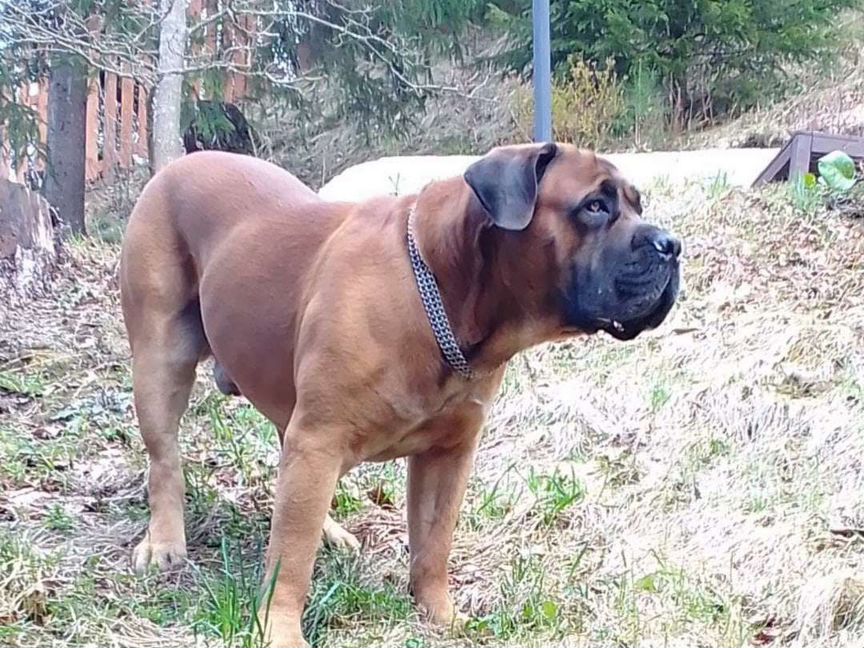 Южноафриканский бурбуль для вязки