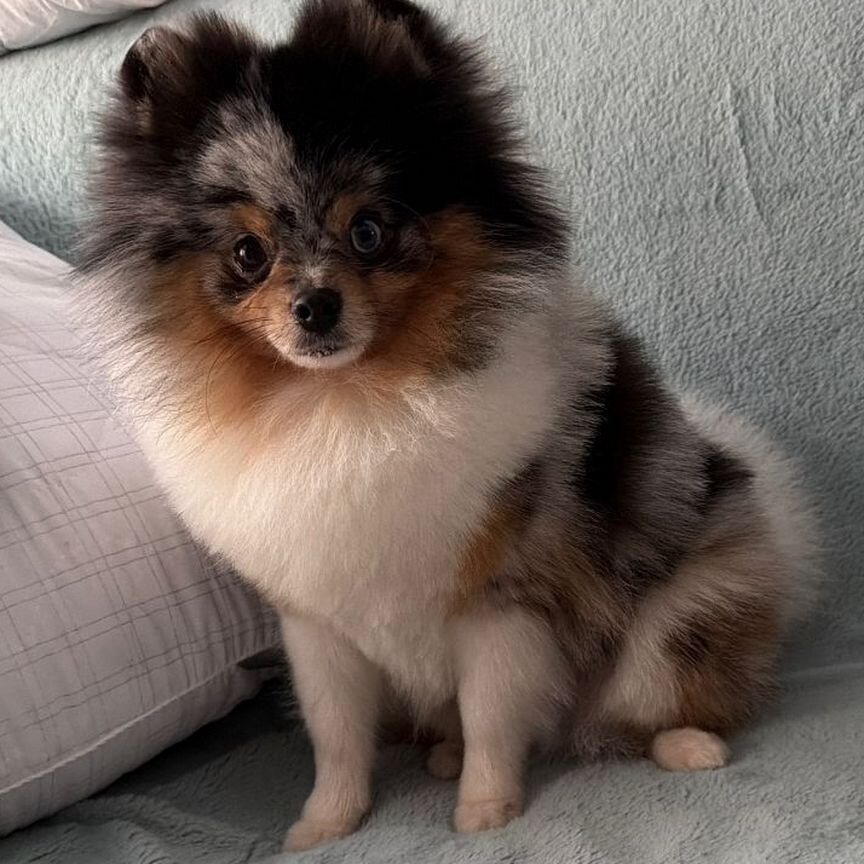 Померанский шпиц, щенок