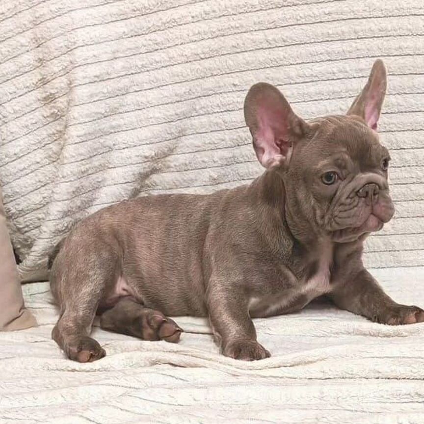 Французский бульдог, щенок