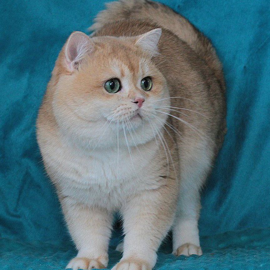 Британский короткошёрстный, взрослый кот