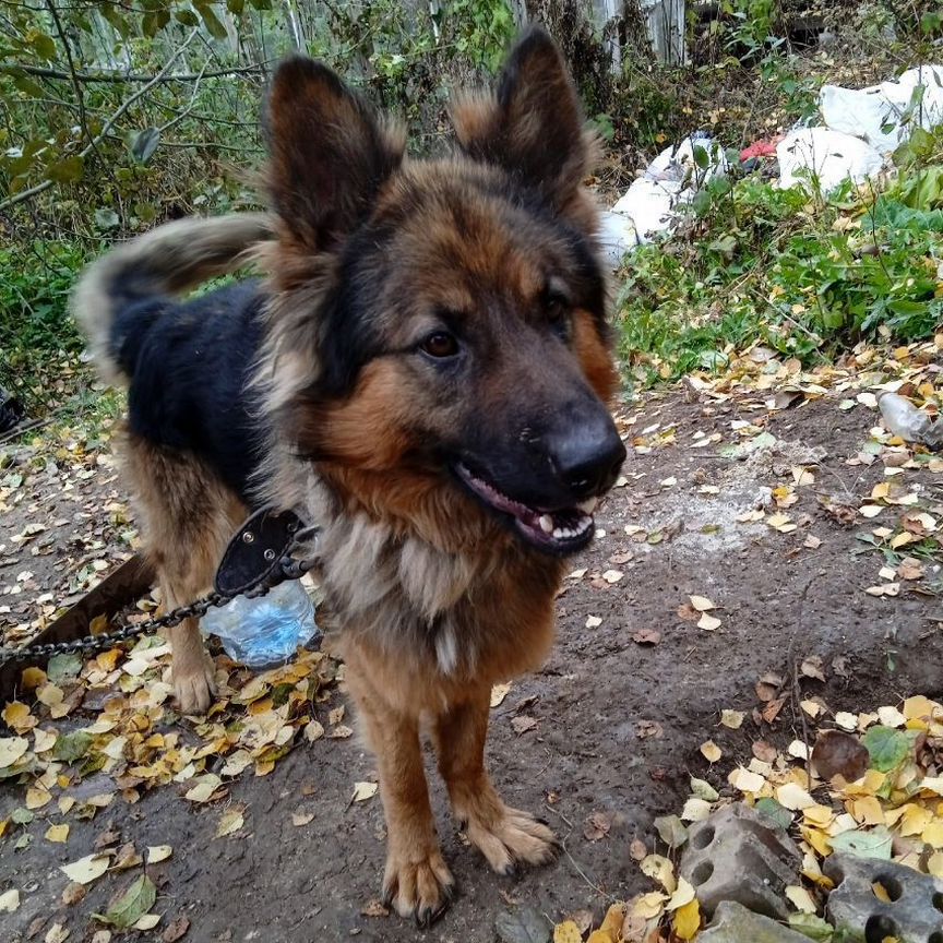 Немецкая овчарка, щенок