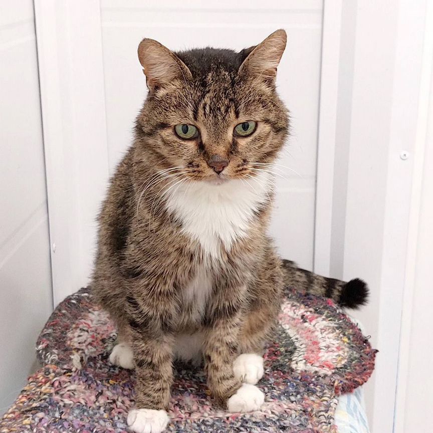 Котик бесплатно в добрые руки