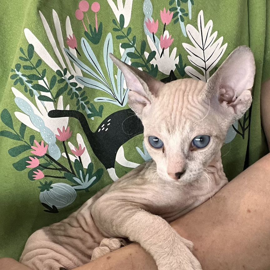 Донской сфинкс котята