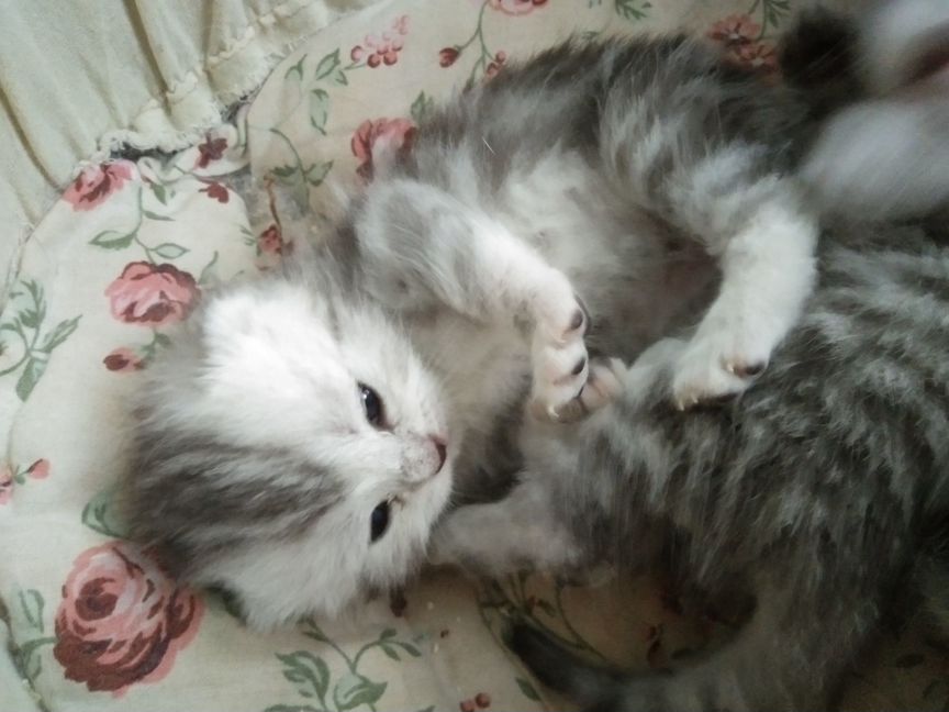 Шотландские вислоухие котята