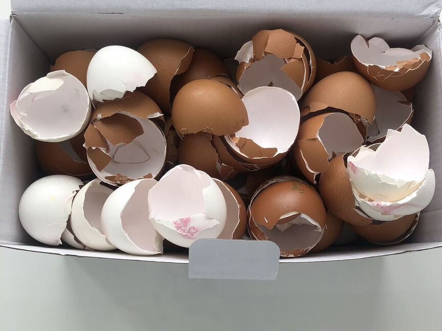 Яичная скорлупа