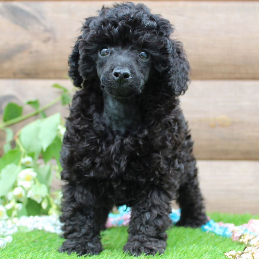 Той-пудель, щенок