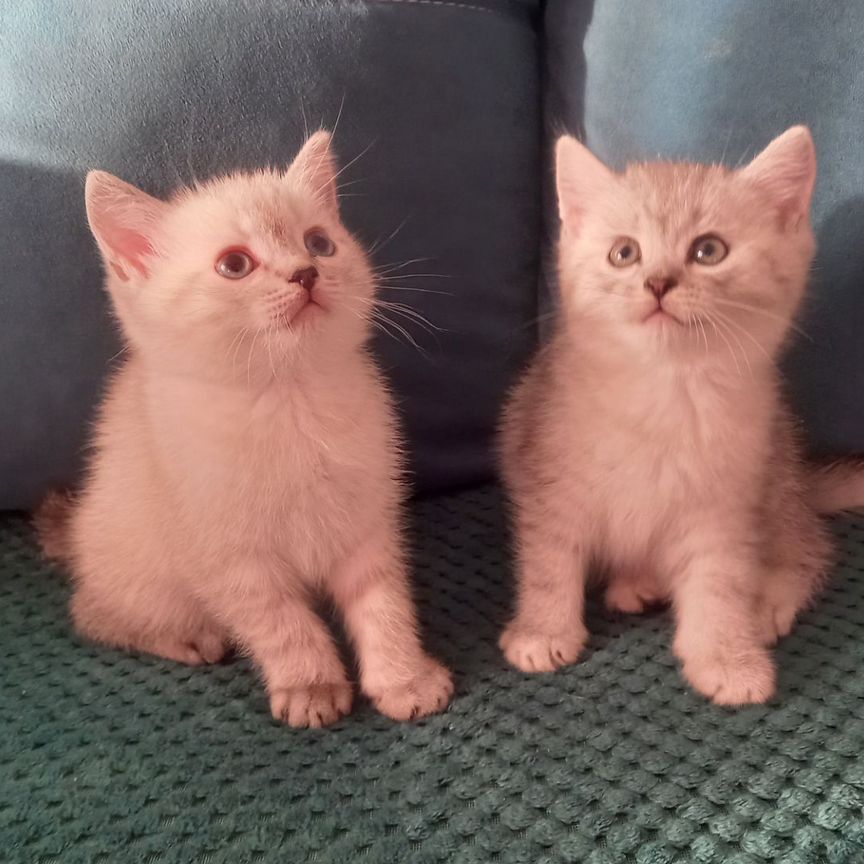 Котята британской шиншиллы