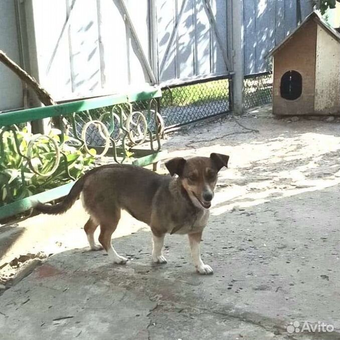Собаку бросают хозяева