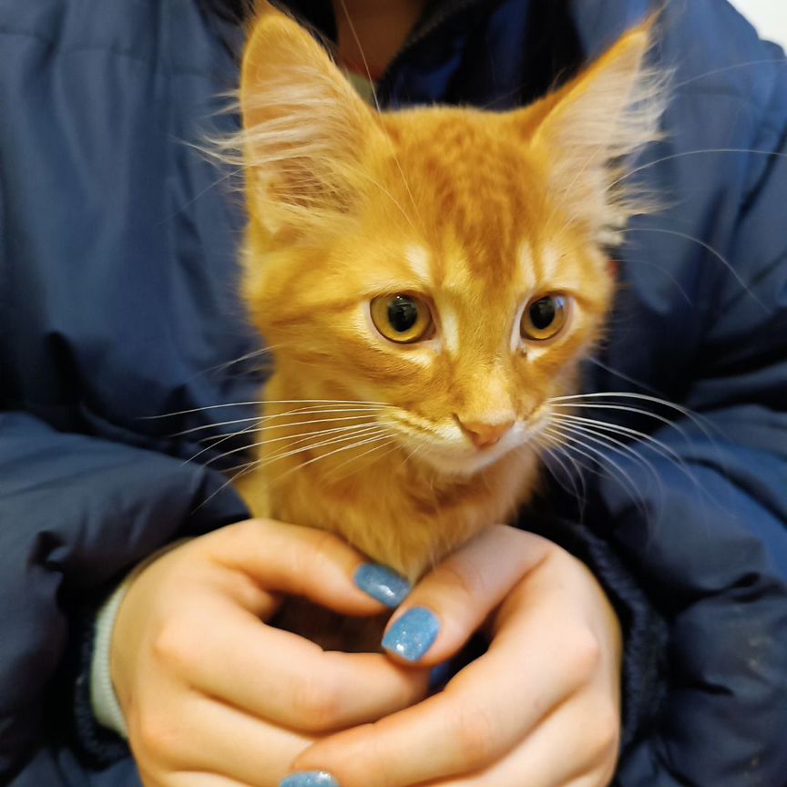 Мейн-кун в добрые руки бесплатно