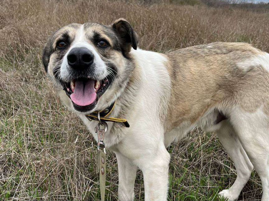 Помесь алабай в добрые руки
