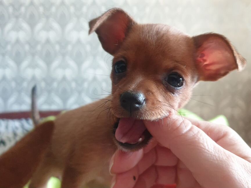 Мини тойтерьер девочка щеночек