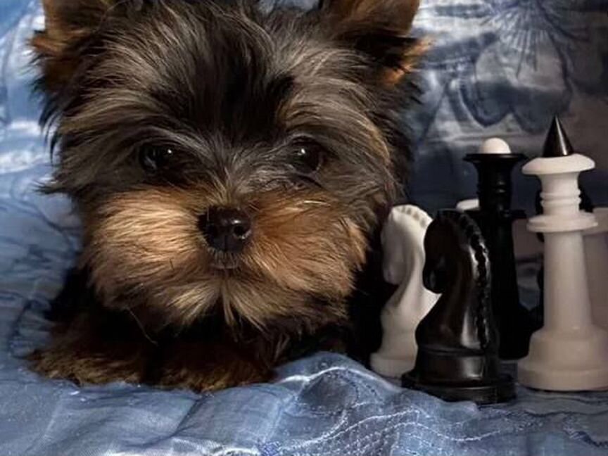 Йоркширский терьер