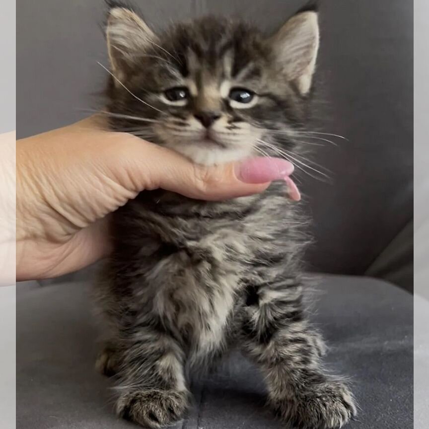 Сибирский котёнок