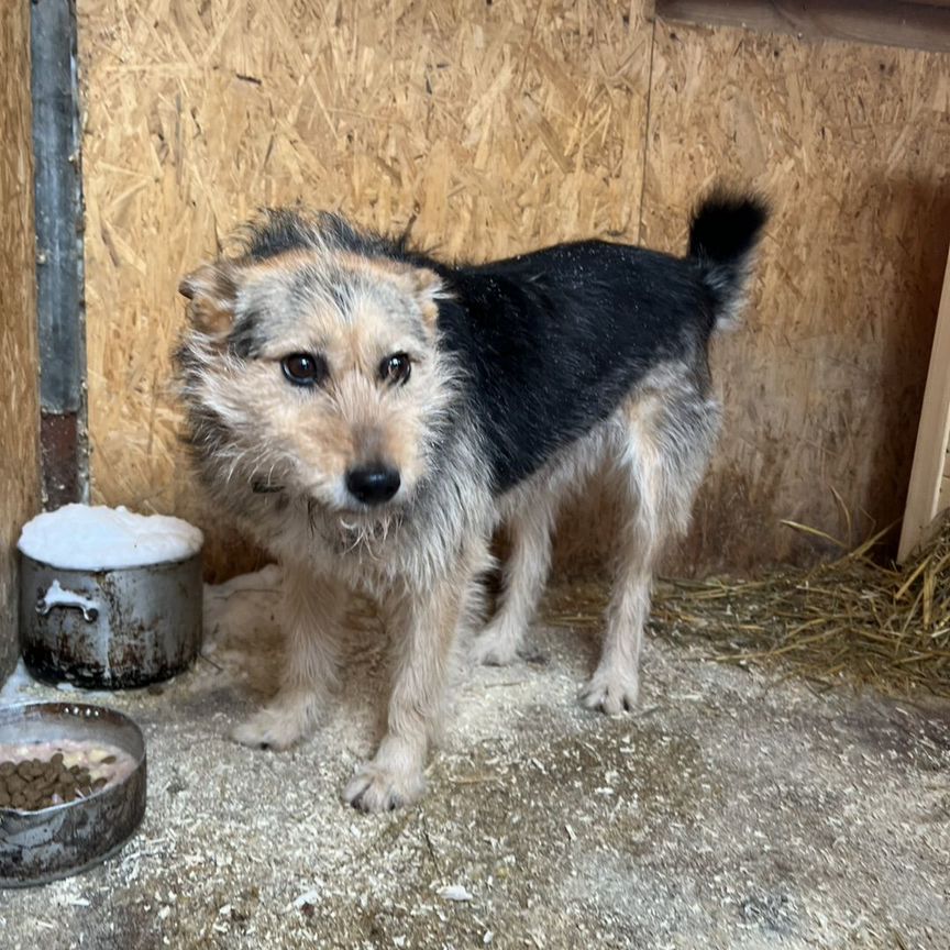 Цирковая собачка Эля приют Джим