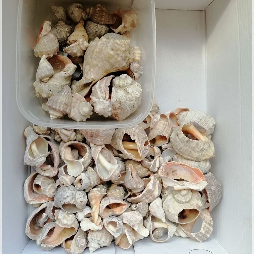 Ракушки