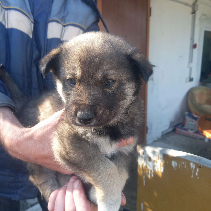 Щенки немецкой овчарки