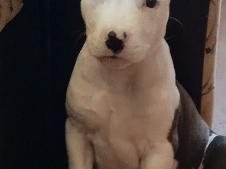 Стаффорд мальчик