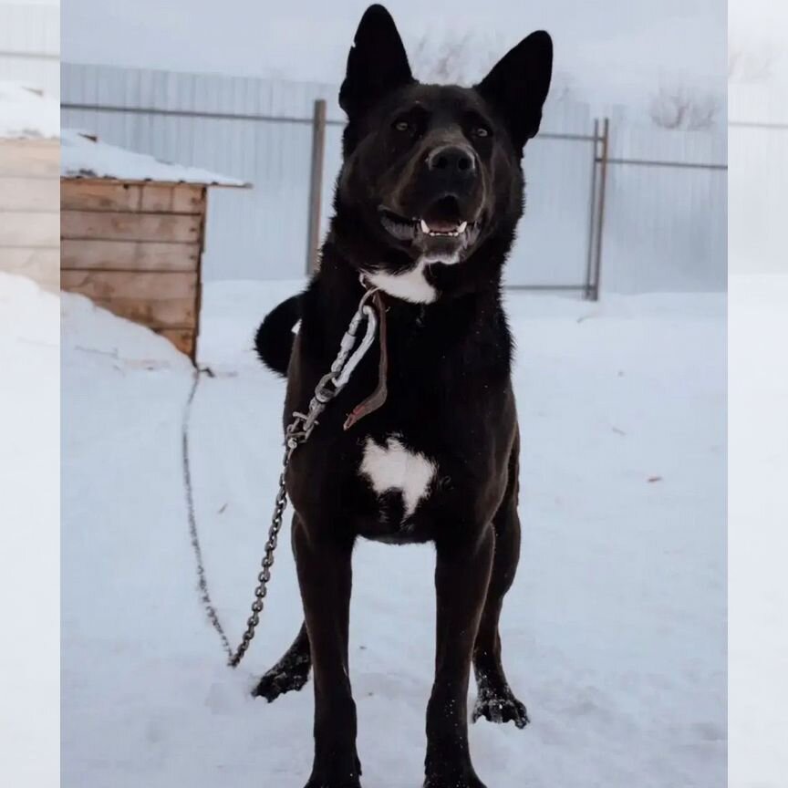 Взрослый пёс в добрые руки