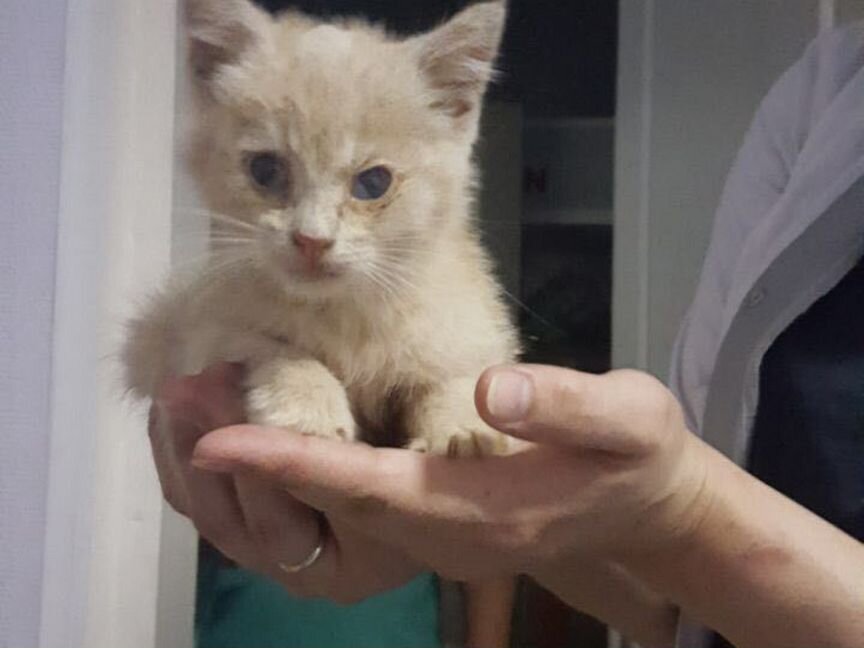 Котята в добрые руки бесплатно мальчик