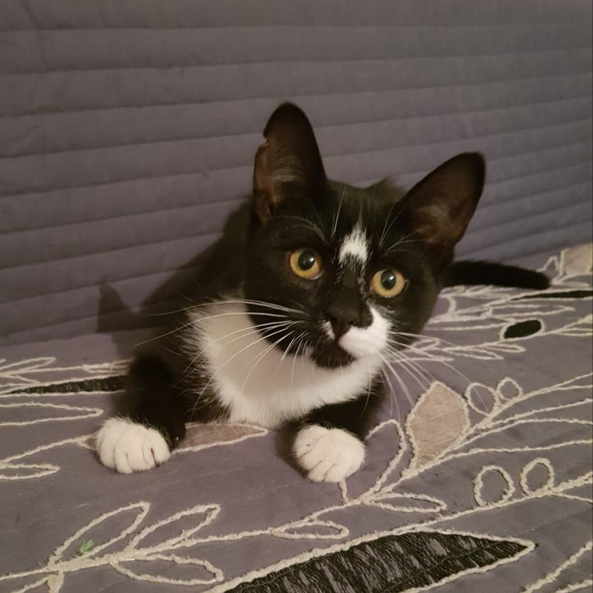 Котенок в добрые руки