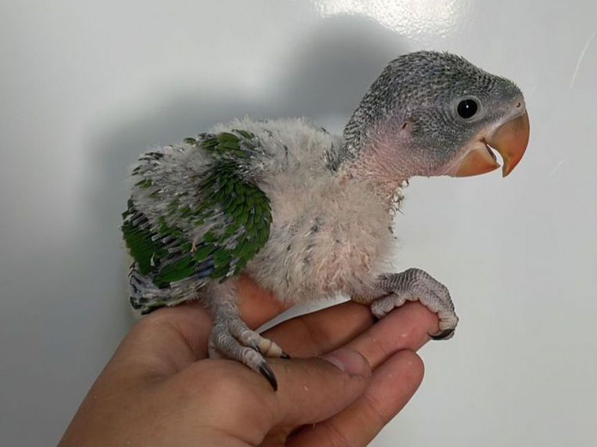 Александрийский попугай