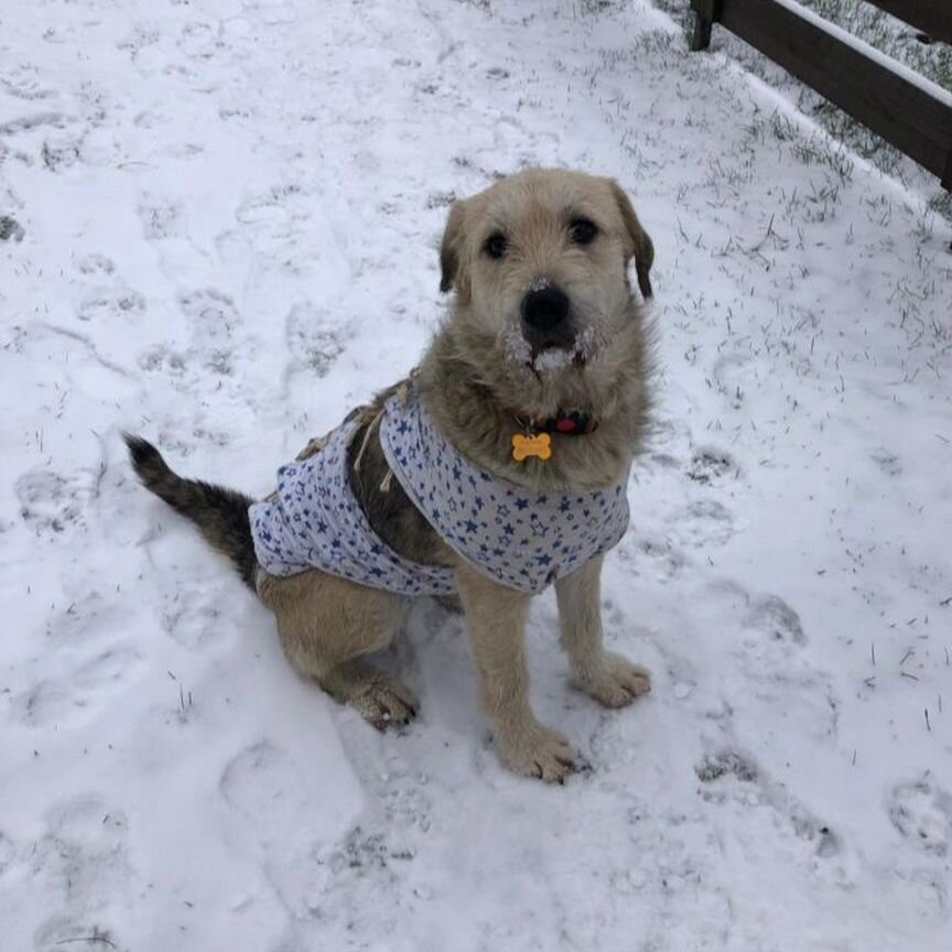 Собака для охраны и любви