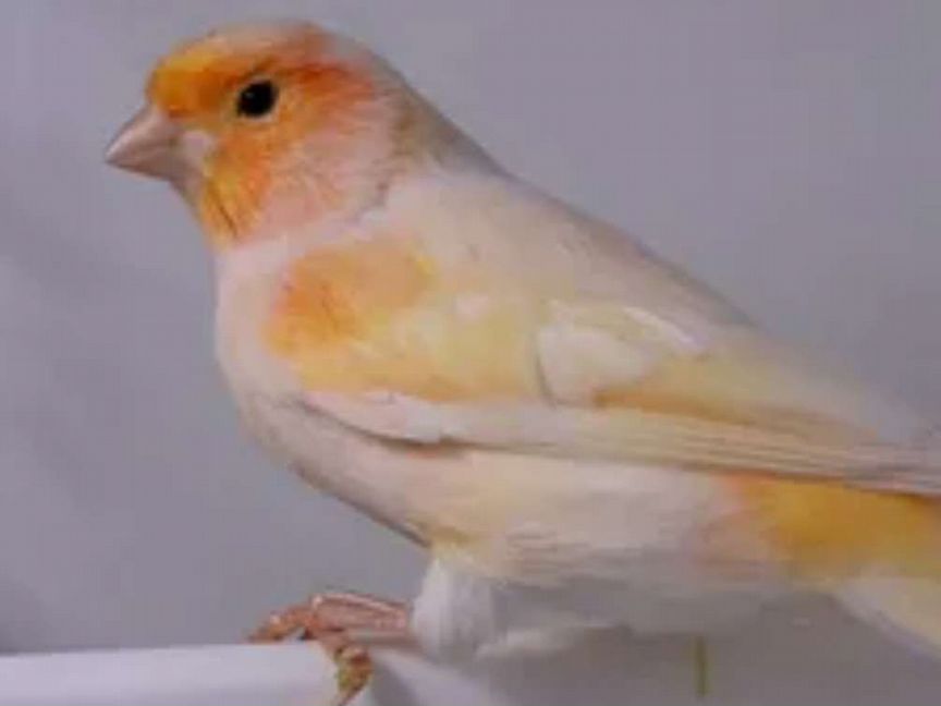 Канарейки, Японские амадины