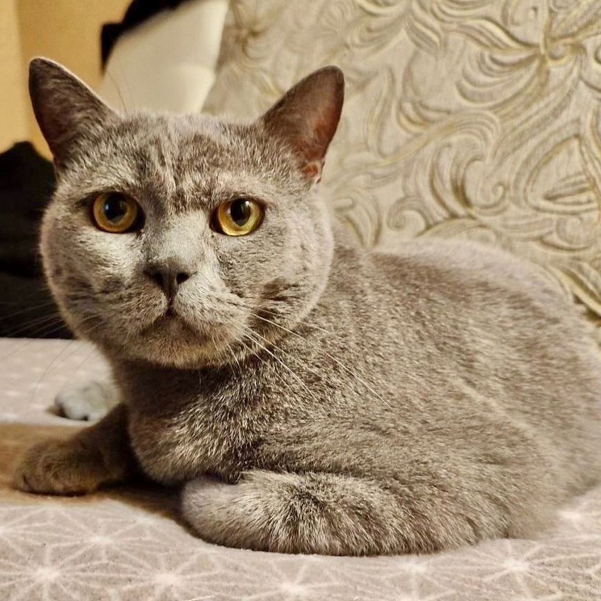 Британский короткошёрстный, взрослый кот