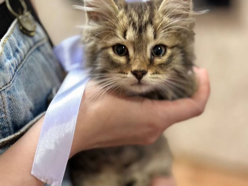 Красивые пушистые котята