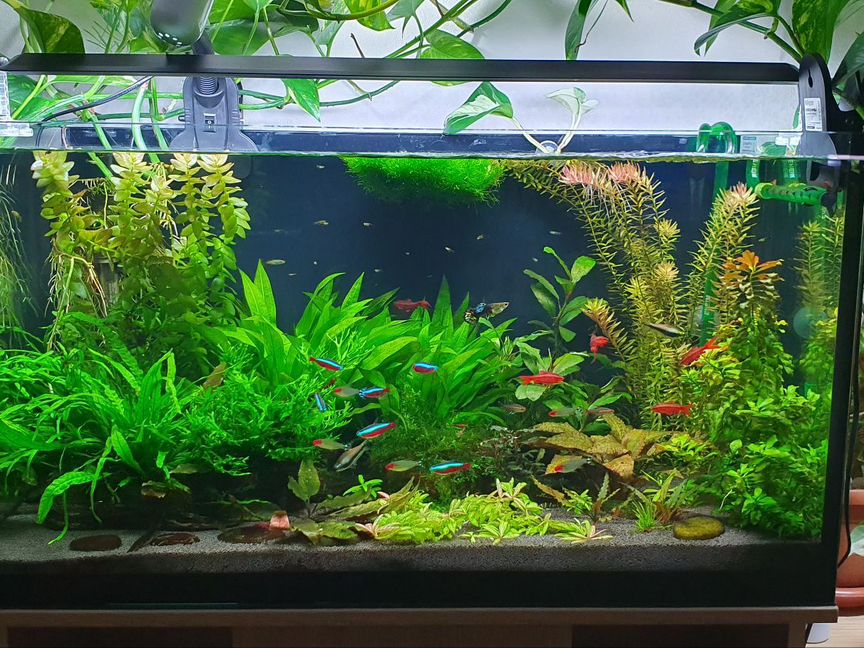Прополка растения аквариумные
