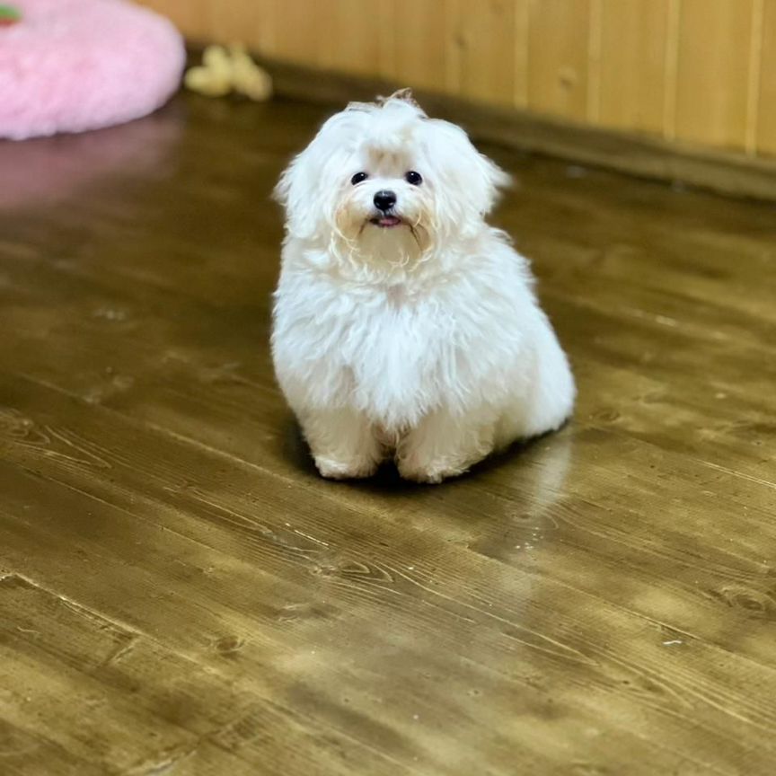 Белоснежный мальчик мальтезе