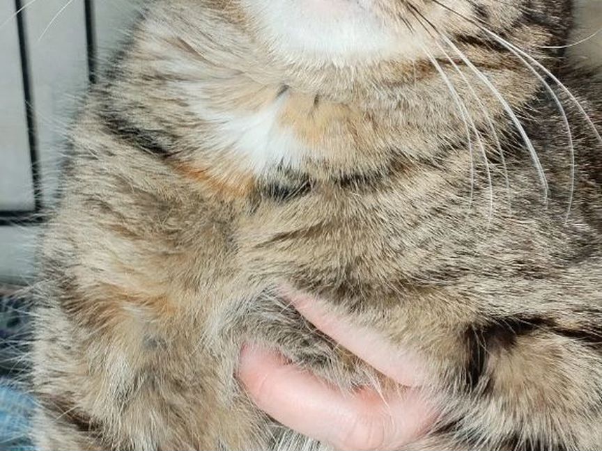 Котенька ищет дом