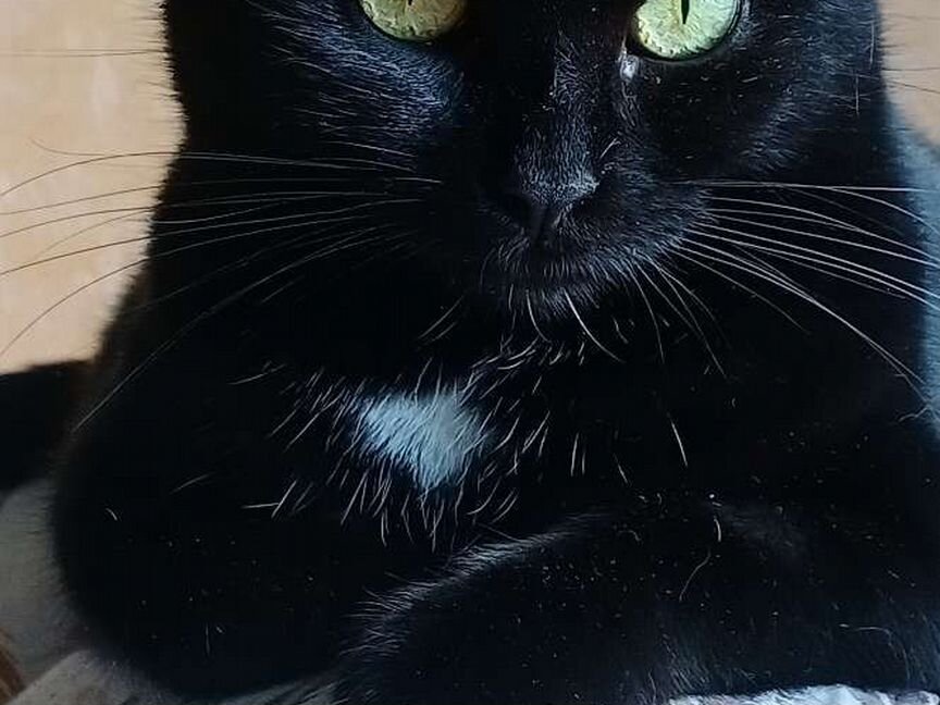 Кошка