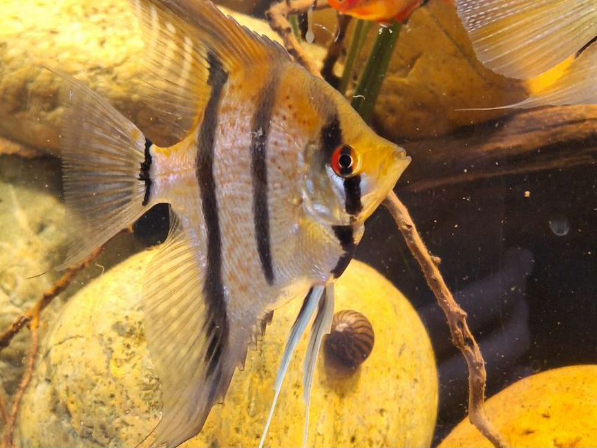 Альтум Ориноко