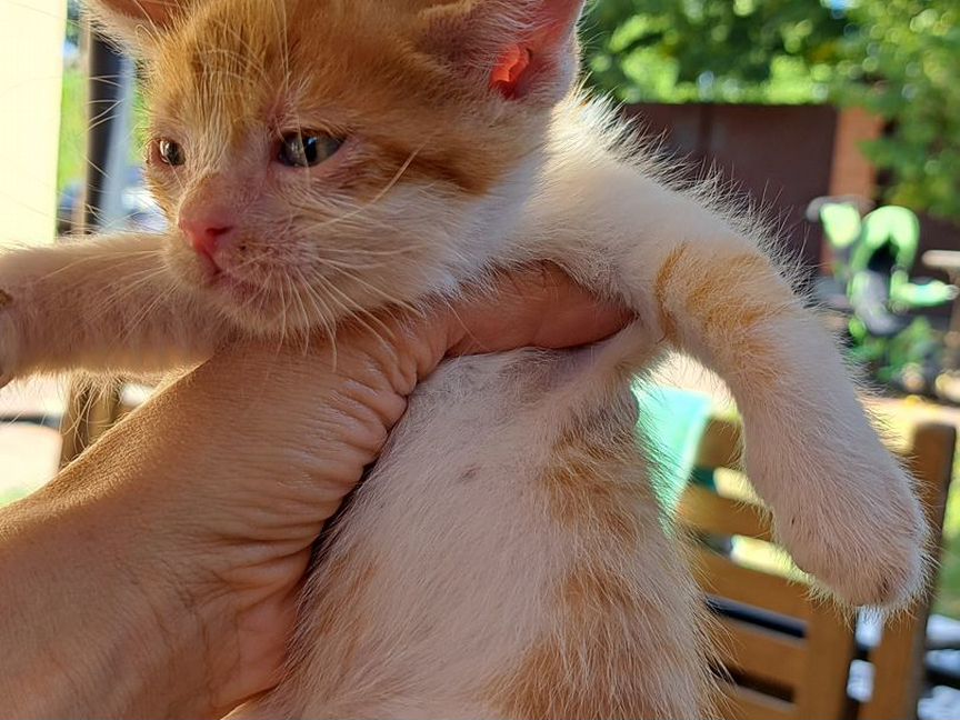 Котята в добрые руки