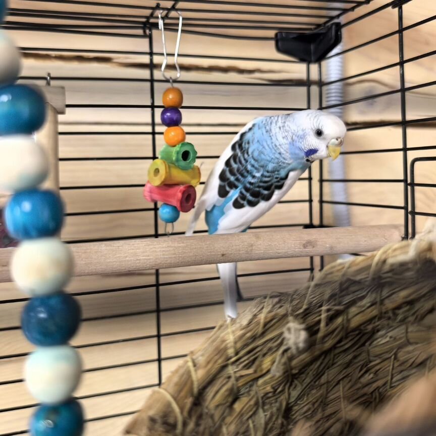 Волнистый попугай девочка