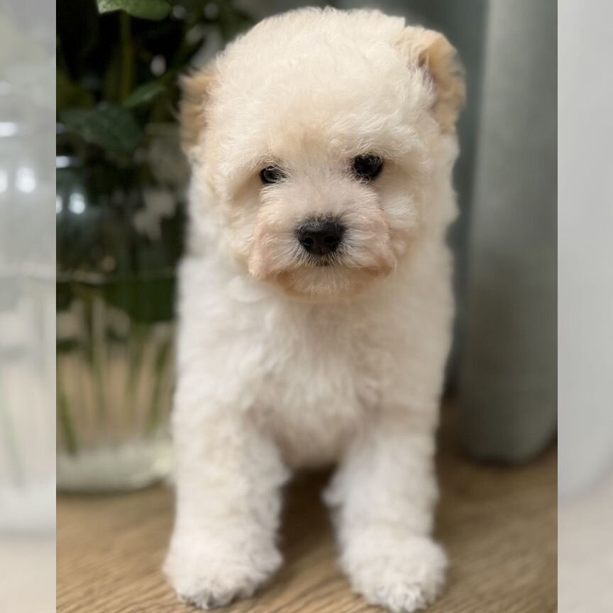 Бишон фризе, щенок