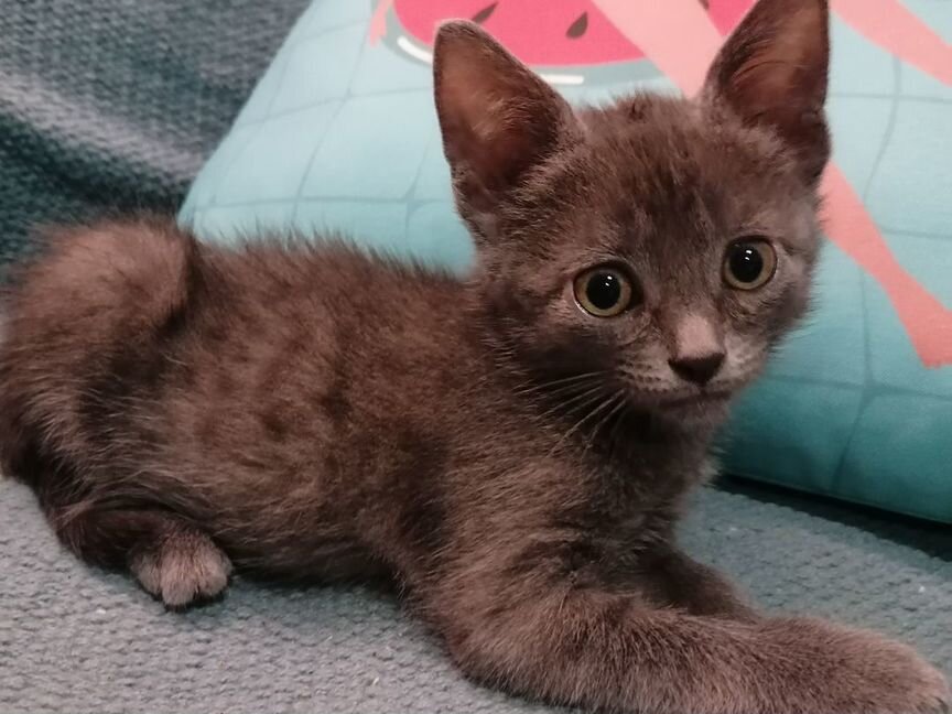 Кошечка в добрые руки