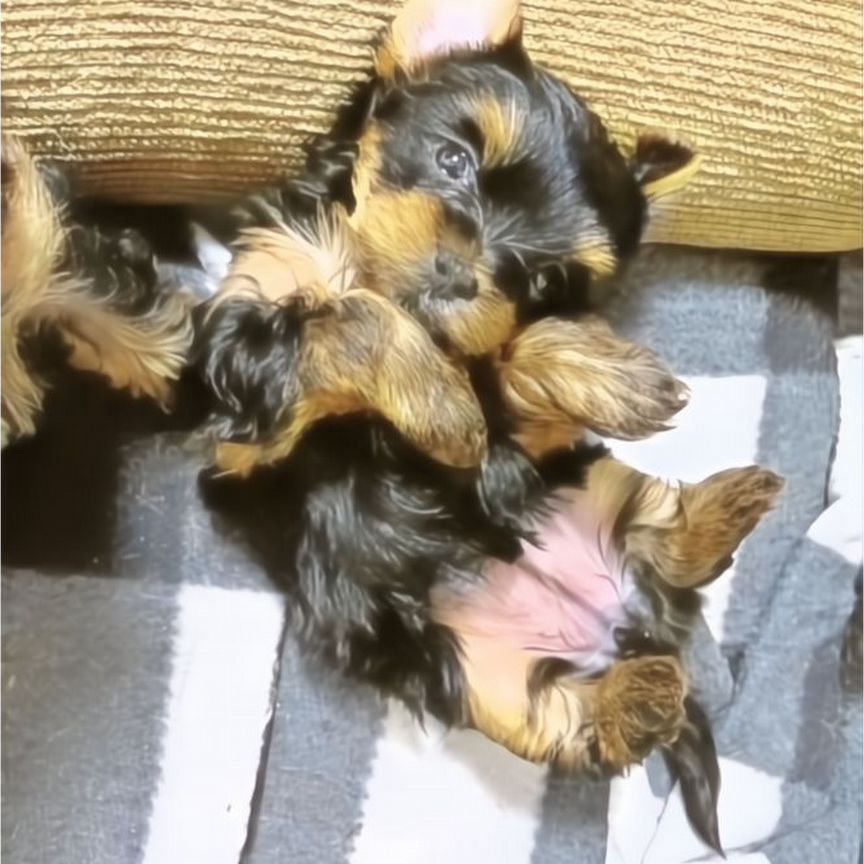 Йоркширский терьер, щенок