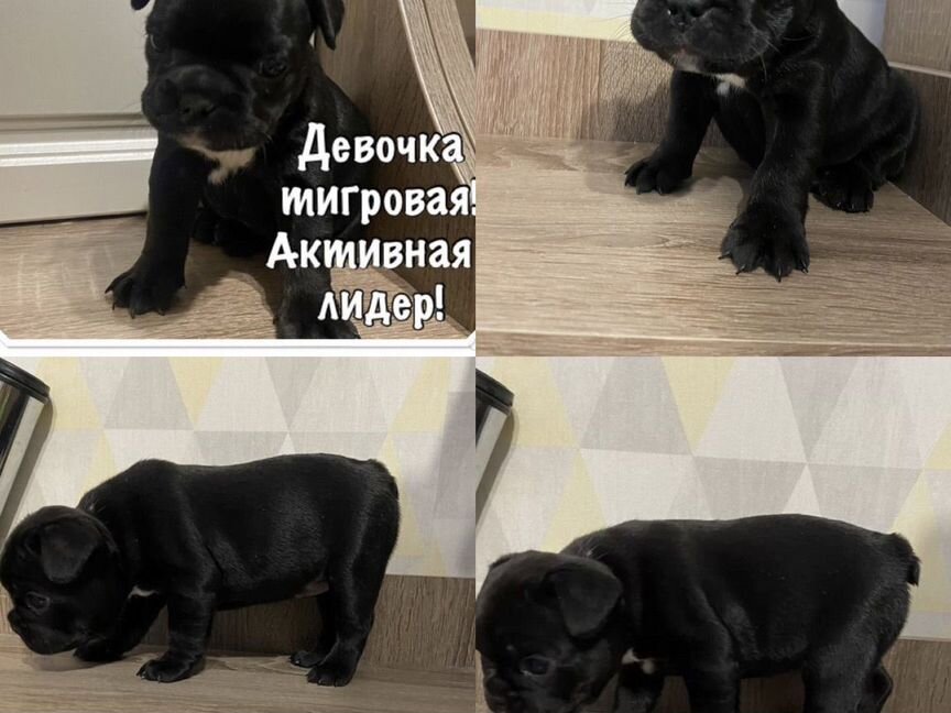 Французский бульдог щенки