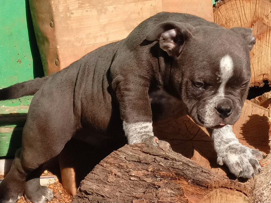 Американский булли микро