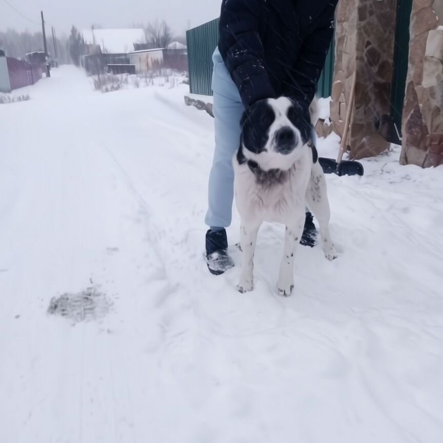 Лайка, взрослая собака