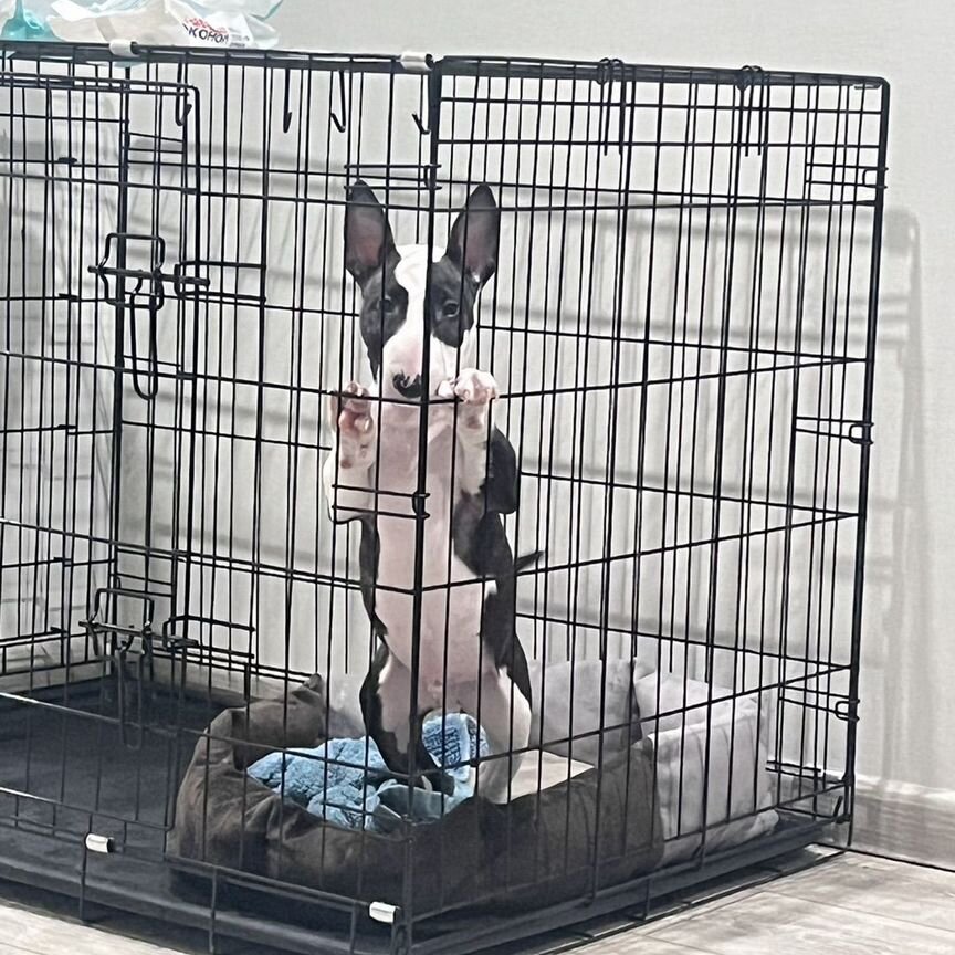 Бультерьер в добрые руки