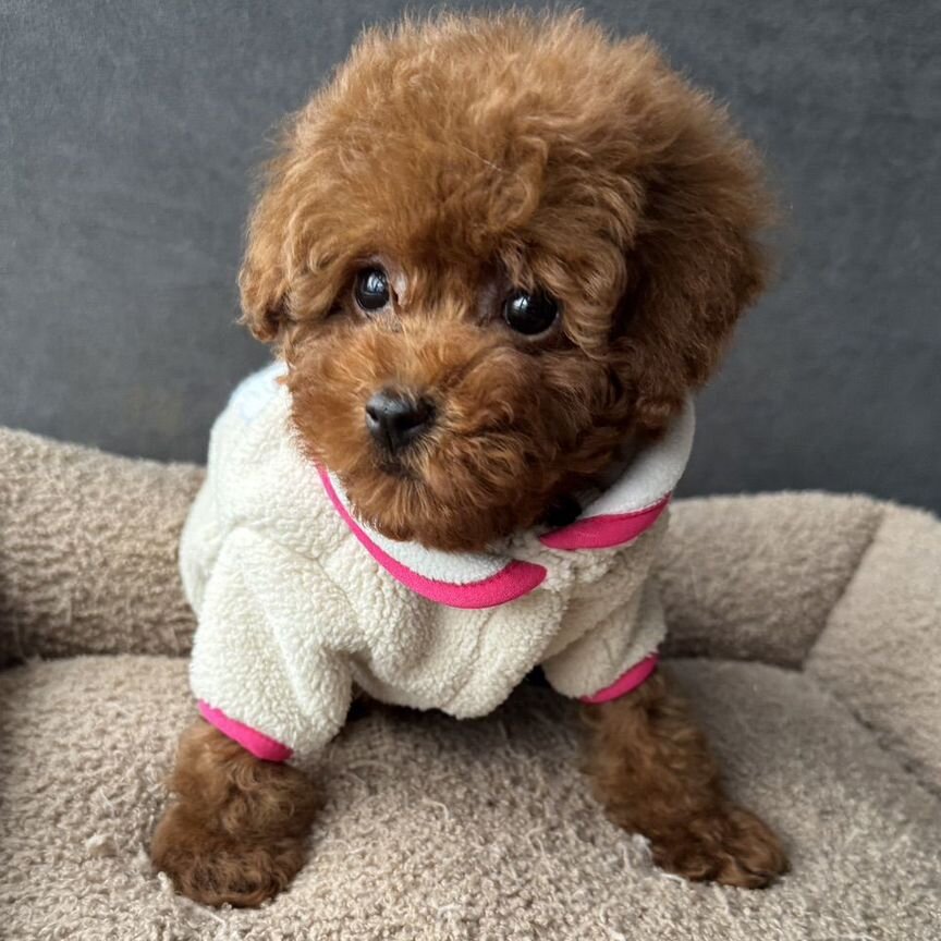 Той-пудель, щенок