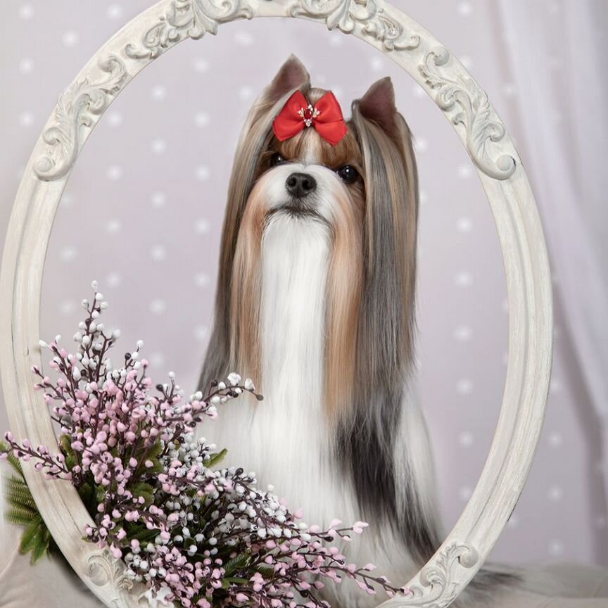 Щенки