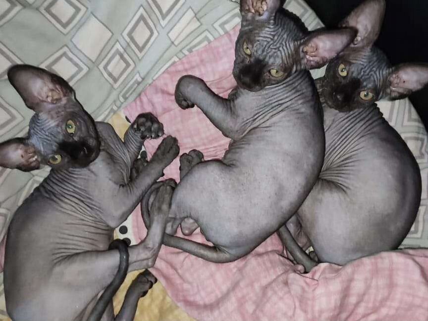 Канадский сфинкс