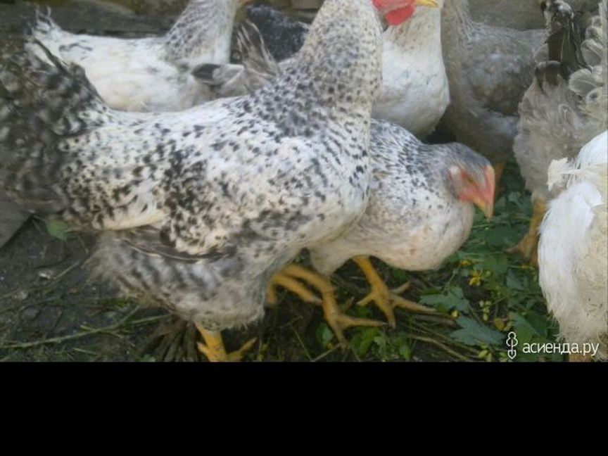 Цветной бройлер, голошейка