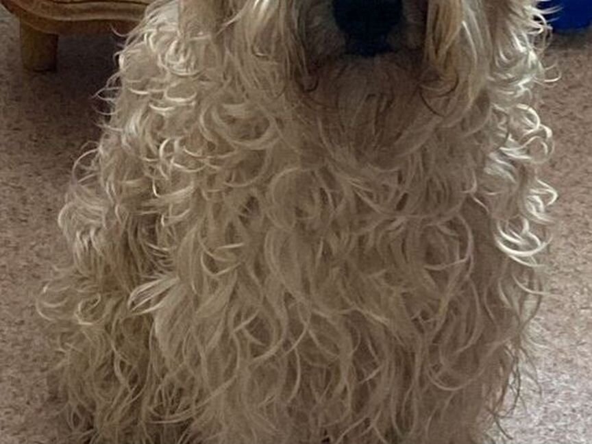 Вязка кобель импт