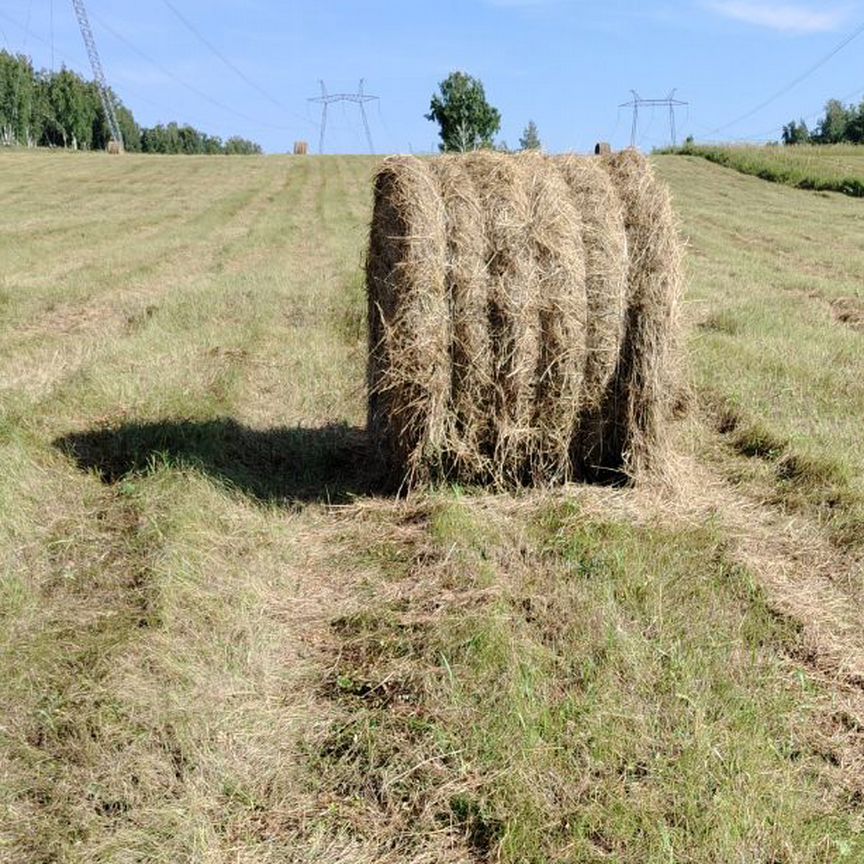 Продам сено в рулонах