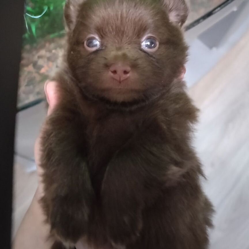 Чихуахуа, щенок